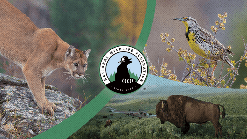 National Wildlife Federation - Codup